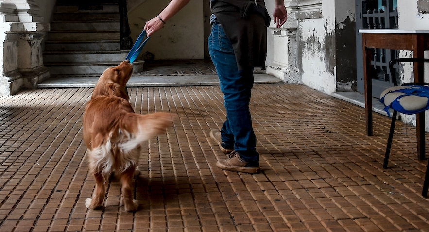 INBA desarrolla campaña para chipear y castrar a 120 mil animales al año