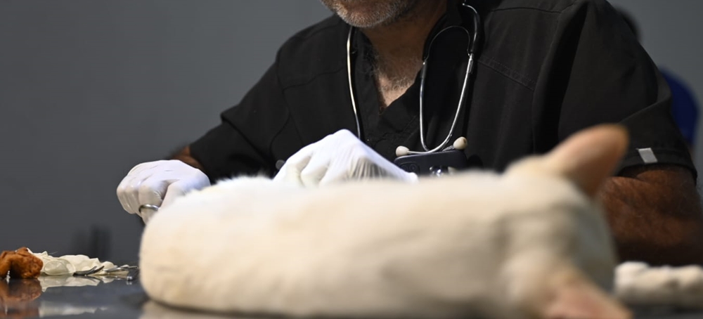 Cifra récord de chipeados